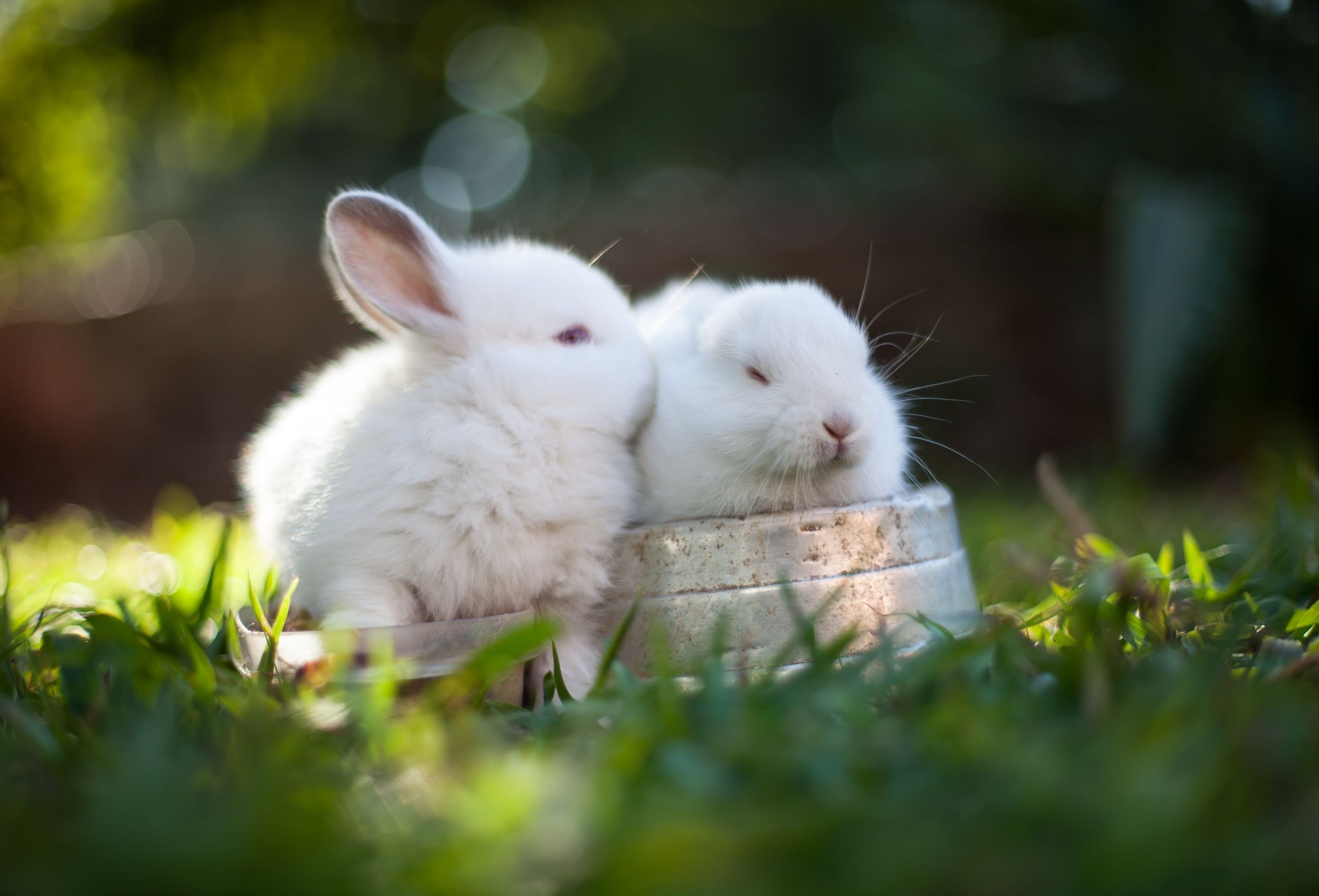 Rabbit Diet for Sick Rabbits: A Detailed Guide to Nutrition and Care